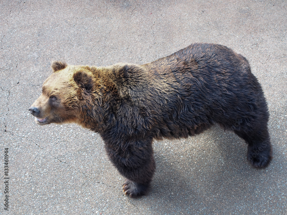 the bear on the top view in zoo Stock Photo | Adobe Stock