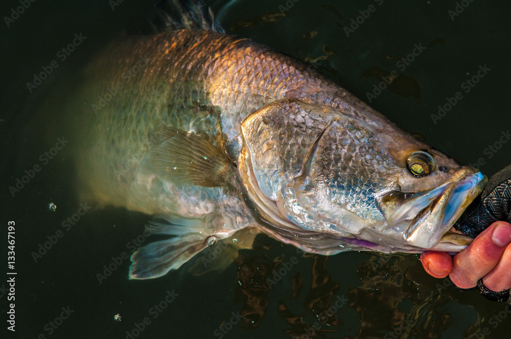 Barramundi ready for release Stock Photo | Adobe Stock