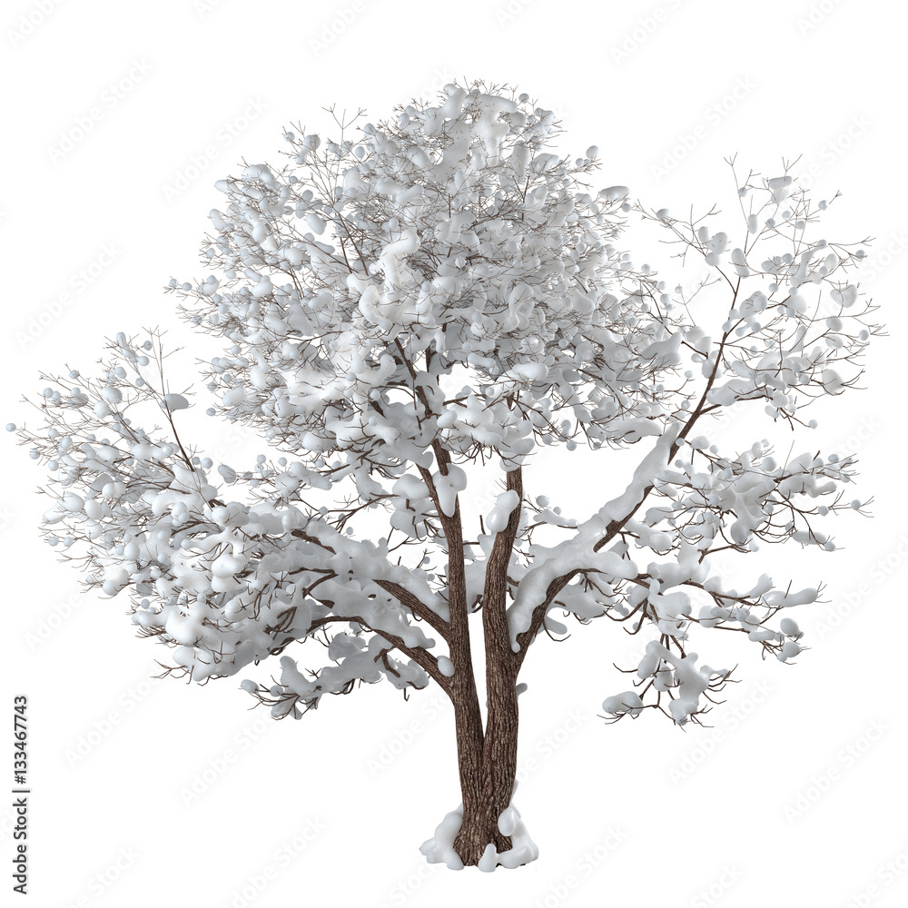 Winter Tree Drawing With Snow