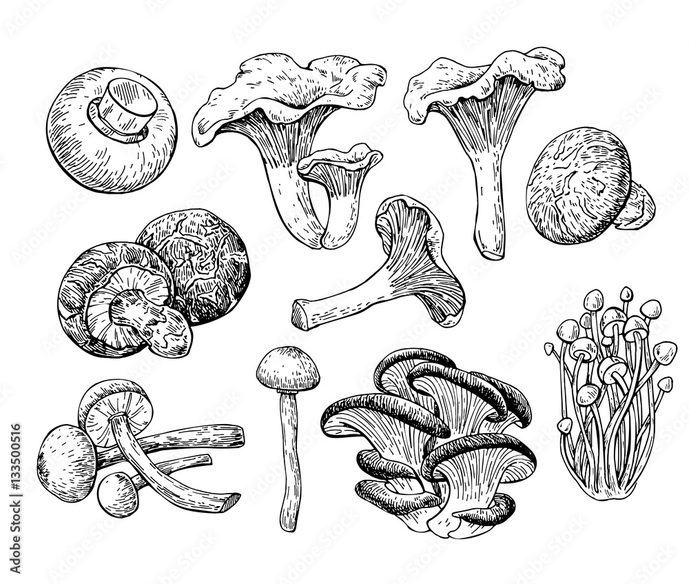 Mushroom hand drawn vector illustration. Sketch food drawing iso Stock ...