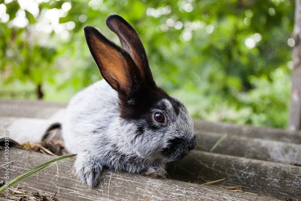 Cute rabbit funny face, fluffy gray black bunny on stone background ...