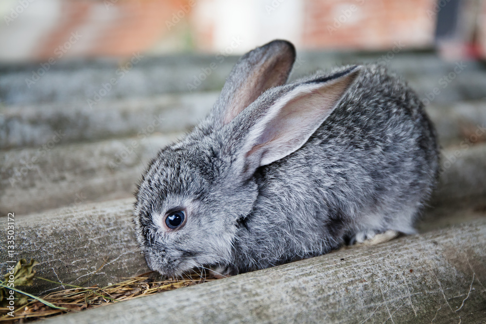Grey Bunny