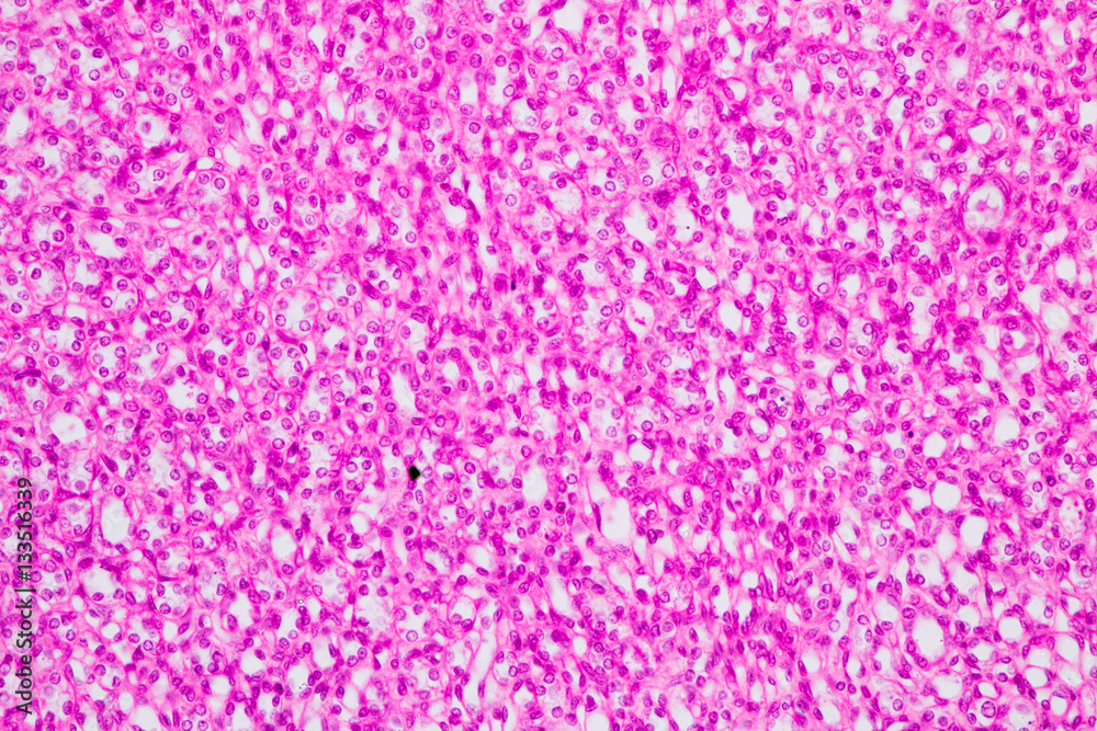 Epithelium Simple Cuboidal cross section under the microscope. Stock ...