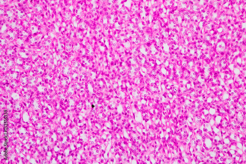 Epithelium Simple Cuboidal cross section under the microscope. Stock ...