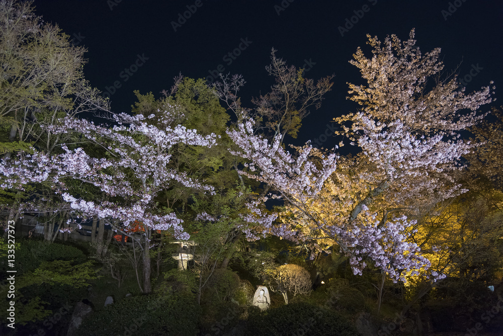 Blooming sakura flower tree in Japanese garden at night. Photos | Adobe ...