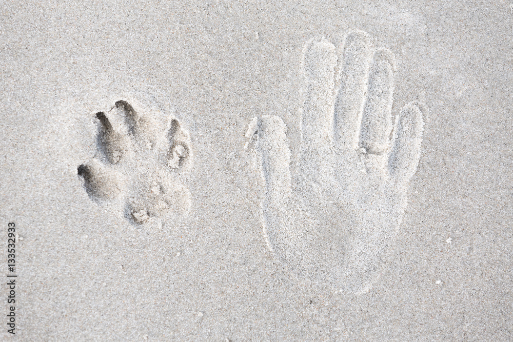 Trace of human hand and dog paw on the sand. Small depth of field Stock ...