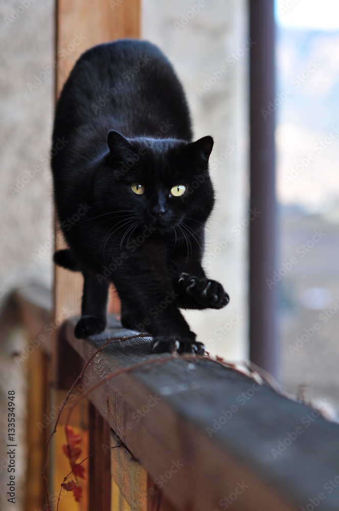 Katze balanciert am Geländer Stock Photo | Adobe Stock