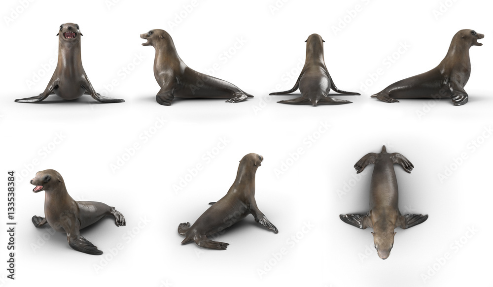 Sea Lion renders set from different angles on a white. 3D illustration ...
