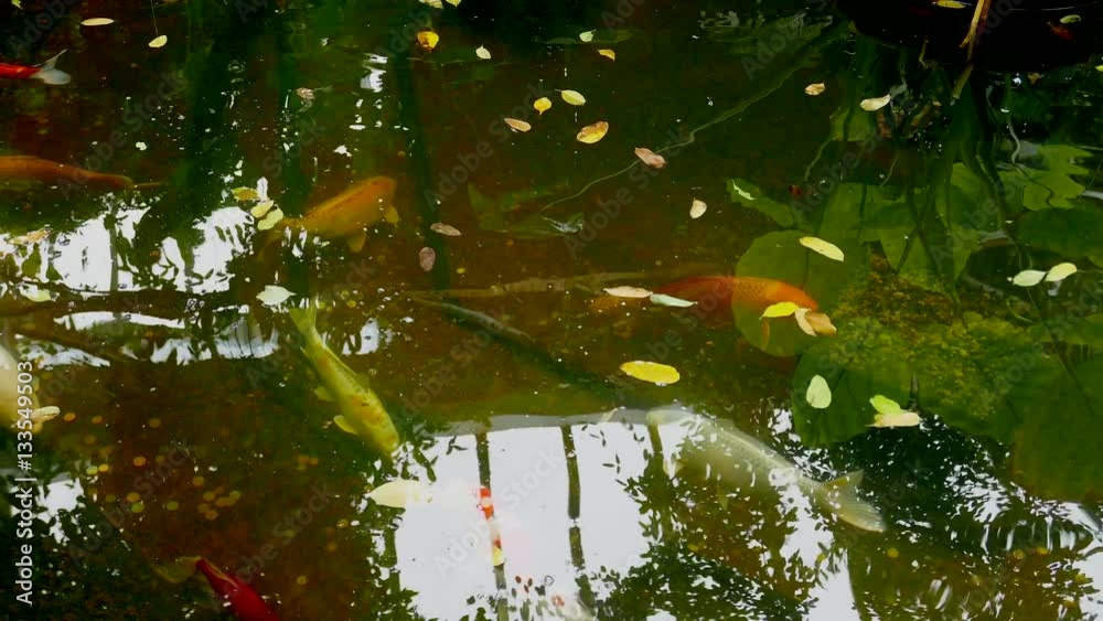 tropical fish pond in garden Stock Video | Adobe Stock