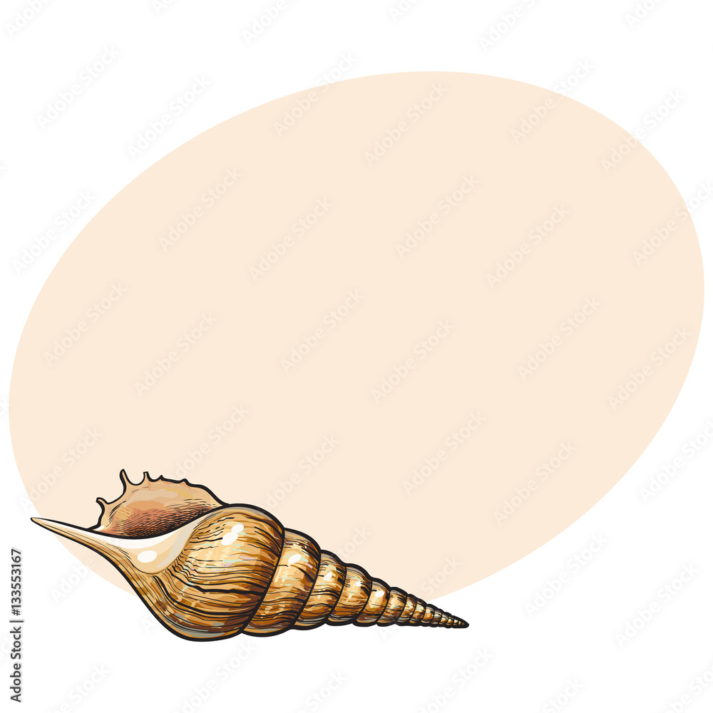 Colorful spiral conch sea shell, sketch style vector illustration ...