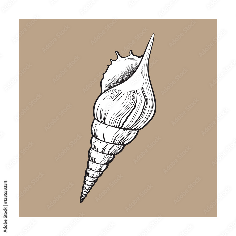 white spiral conch sea shell, sketch style vector illustration isolated ...