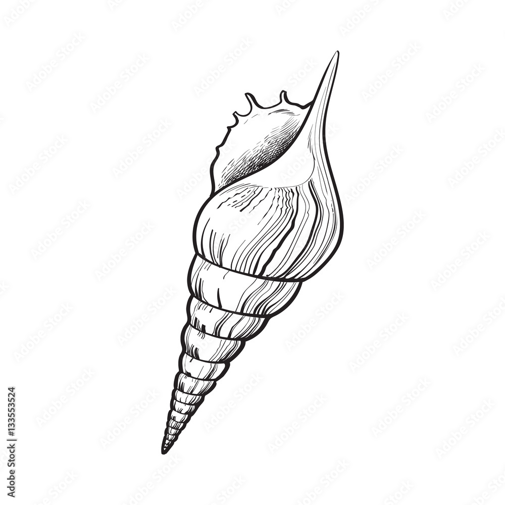 How To Draw A Conch Shell