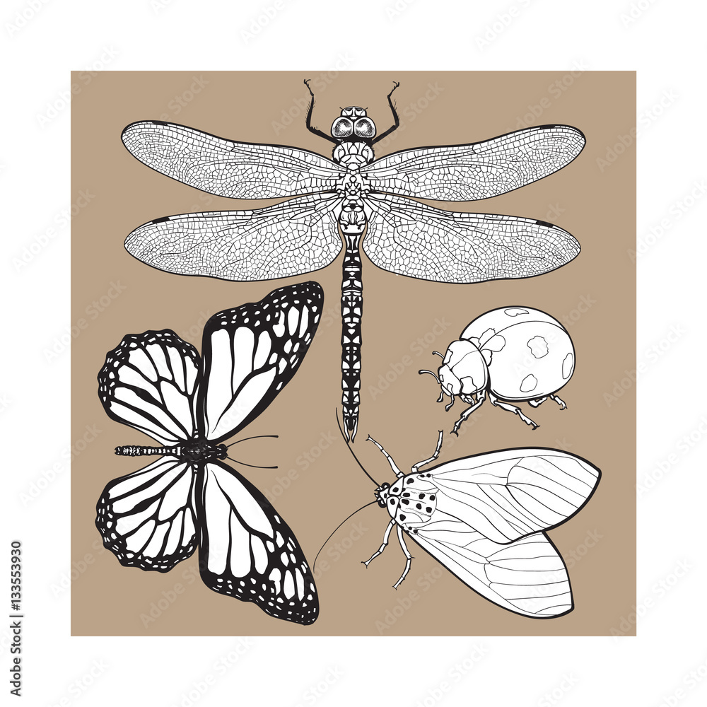 Set of insects like dragonfly, butterfly, ladybird and moth, sketch ...