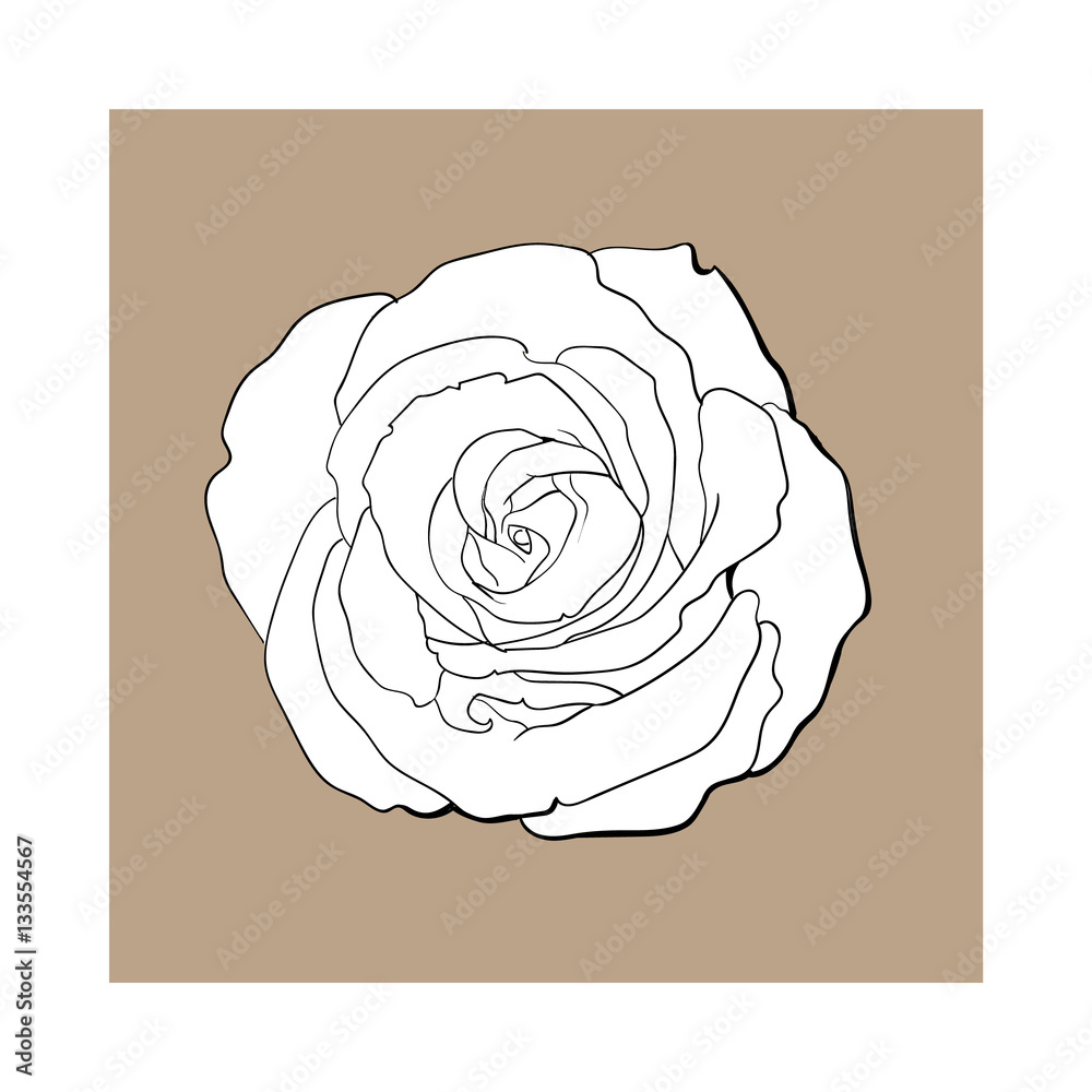 Deep contour rose bud, top view sketch style vector illustration ...