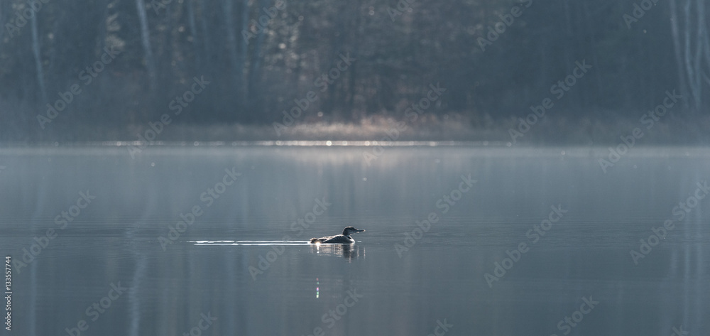 Common Loon - Gavia Immer - in winter colors, swims slowly along on a ...