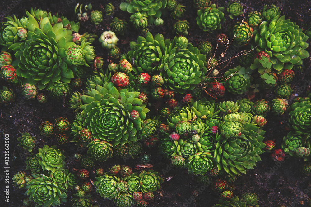 Succulent plant natural background in soft warm and dark colors with ...