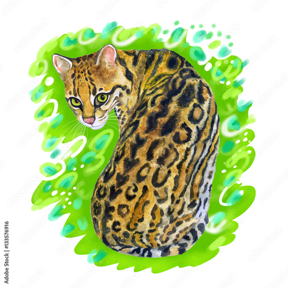 Pet Margay