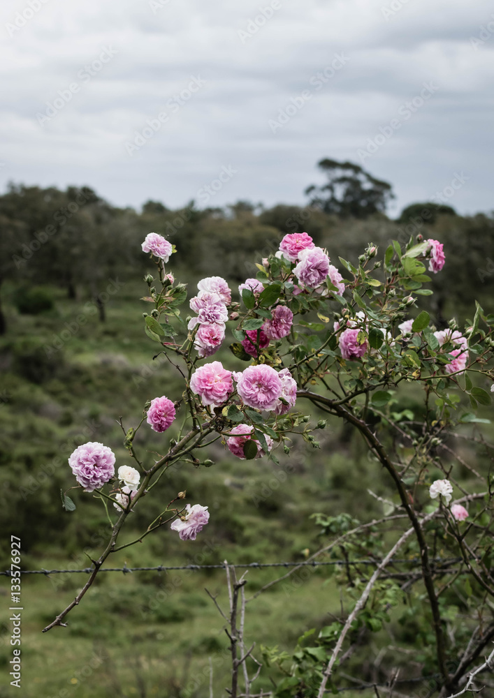 Roses of Portugal Stock Photo | Adobe Stock