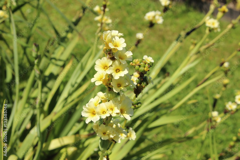 Pale Yellow Stock Flower