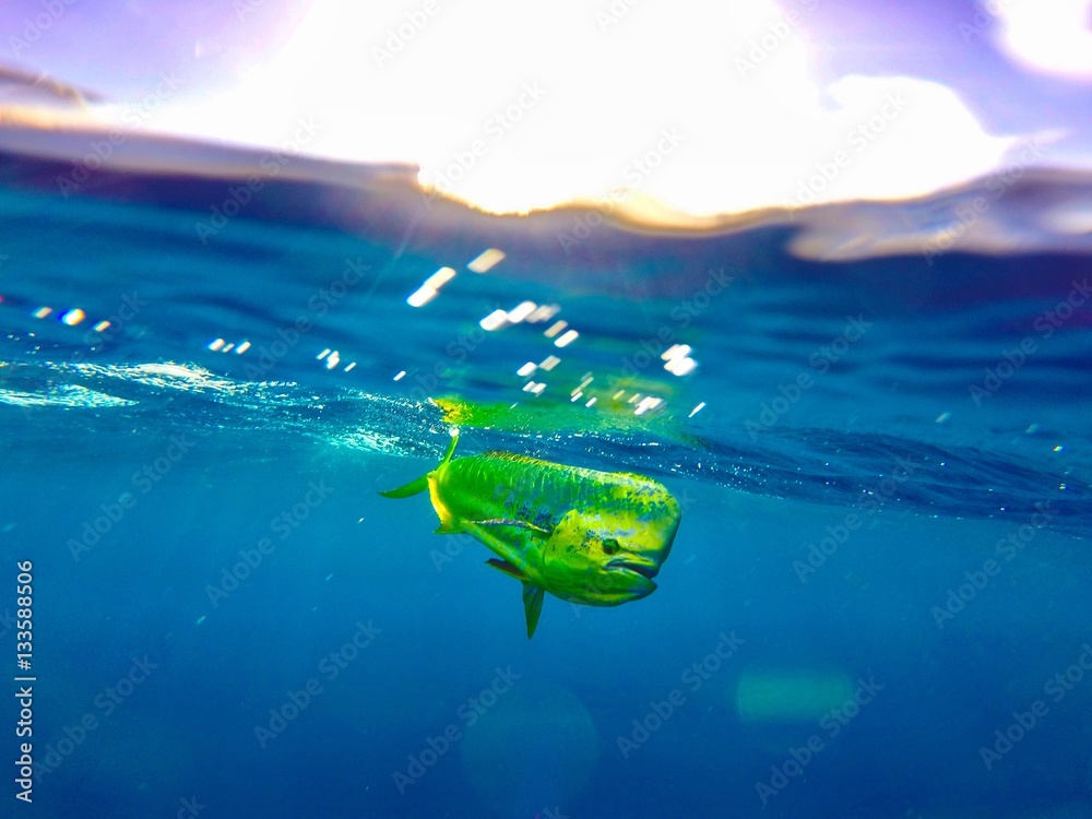 Mahi Mahi Fishing Stock Photo | Adobe Stock