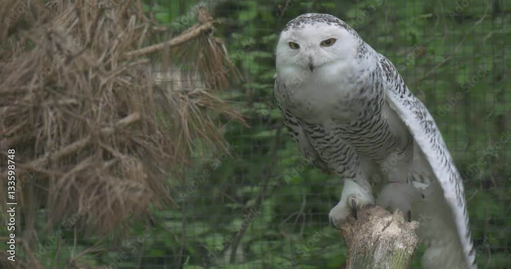 Polar Owl in Aviary Sitting on a Branch of Tree in Zoo Captive Bird ...