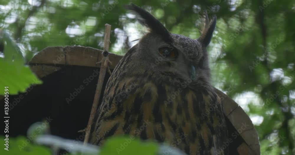 Angry Long-Eared Owl Sitting on a Branch of Tree in Zoo Captive Bird in ...