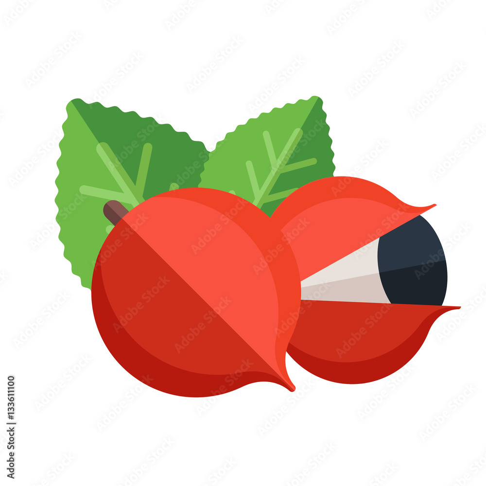 Vetor de Guarana fruit and leaves vector illustration. Superfood ...