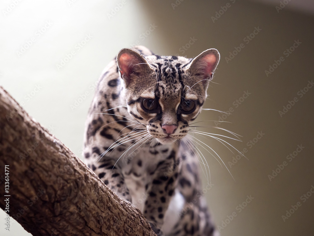 Poster Margay, Leopardus wiedii, a rare South American cat watches the ...