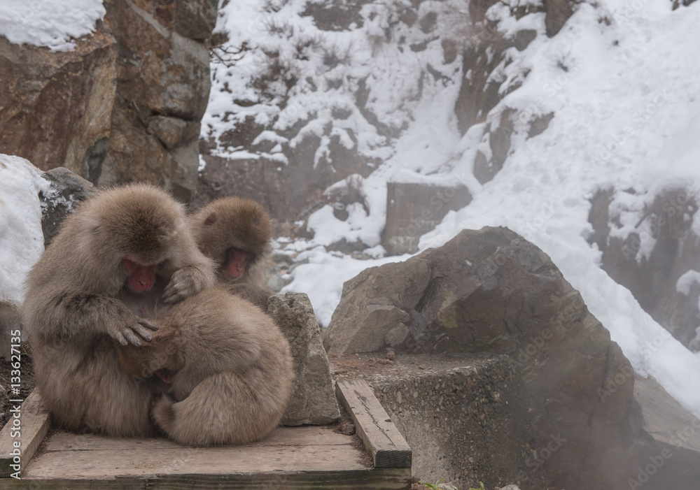 Family of Japanese snow monkeys are cold feeling on wooden plate before ...