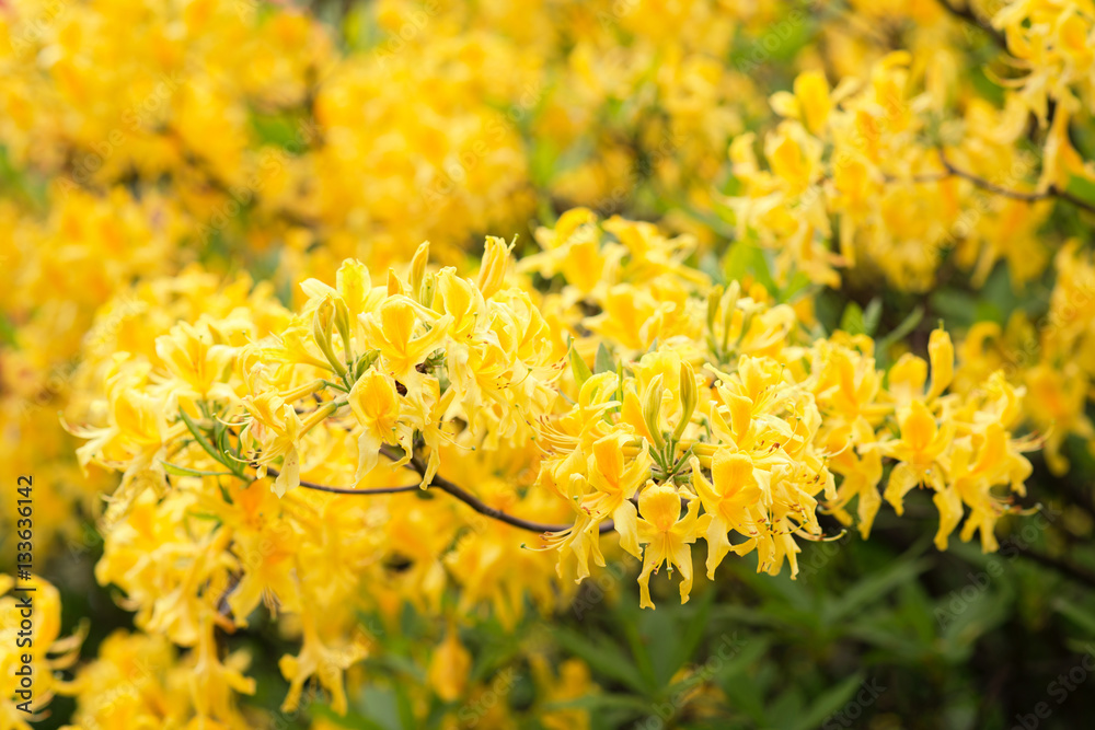 Rhododendron bush yellow Stock Photo | Adobe Stock