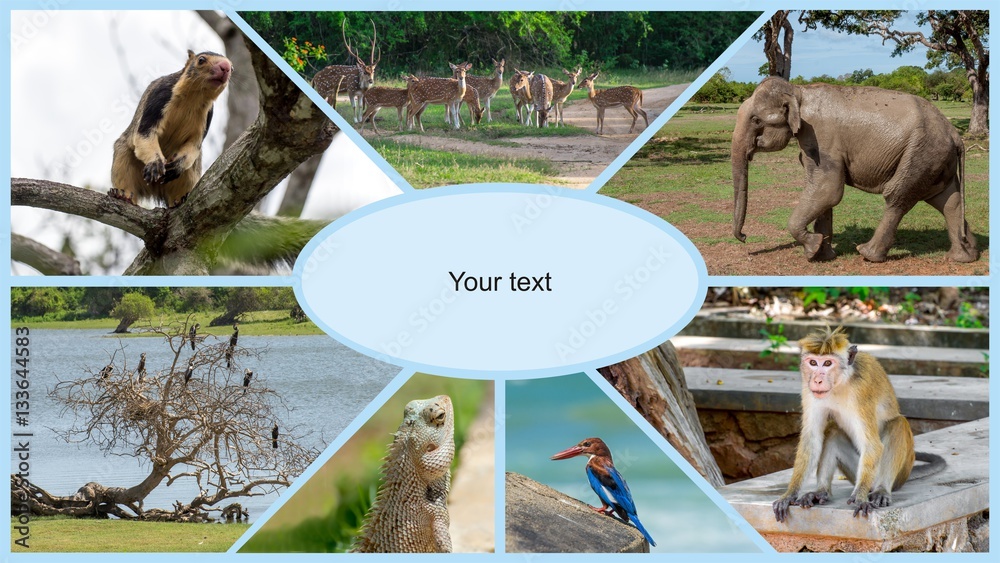 Collage of animals in Sri Lanka and India. The fauna on the island of ...