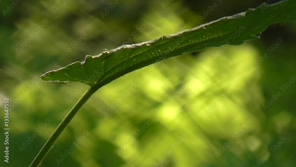 Sun through leaves. Vivid green leaves swaying in wind. Green leaves ...