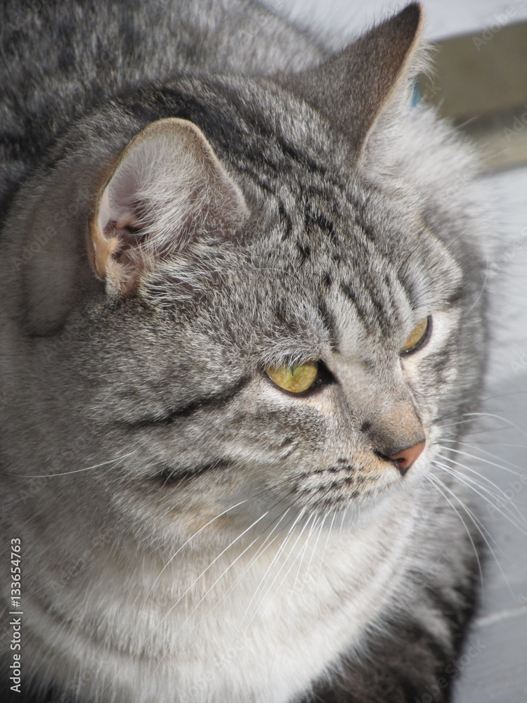 Gray smoky cat looking to the side Stock Photo | Adobe Stock