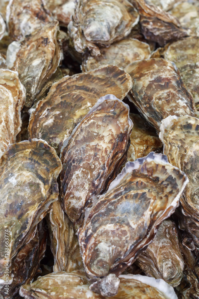 Oysters first size on the stone. fresh raw gourmet seafood.sea shell ...