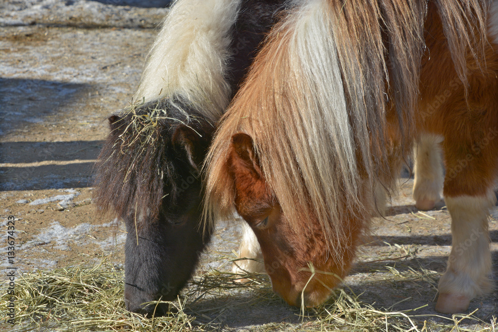 Miniature horses are the size of a very small pony, many retain horse ...