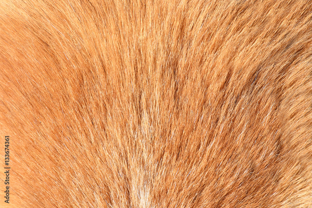 short dog fur texture Stock Photo | Adobe Stock