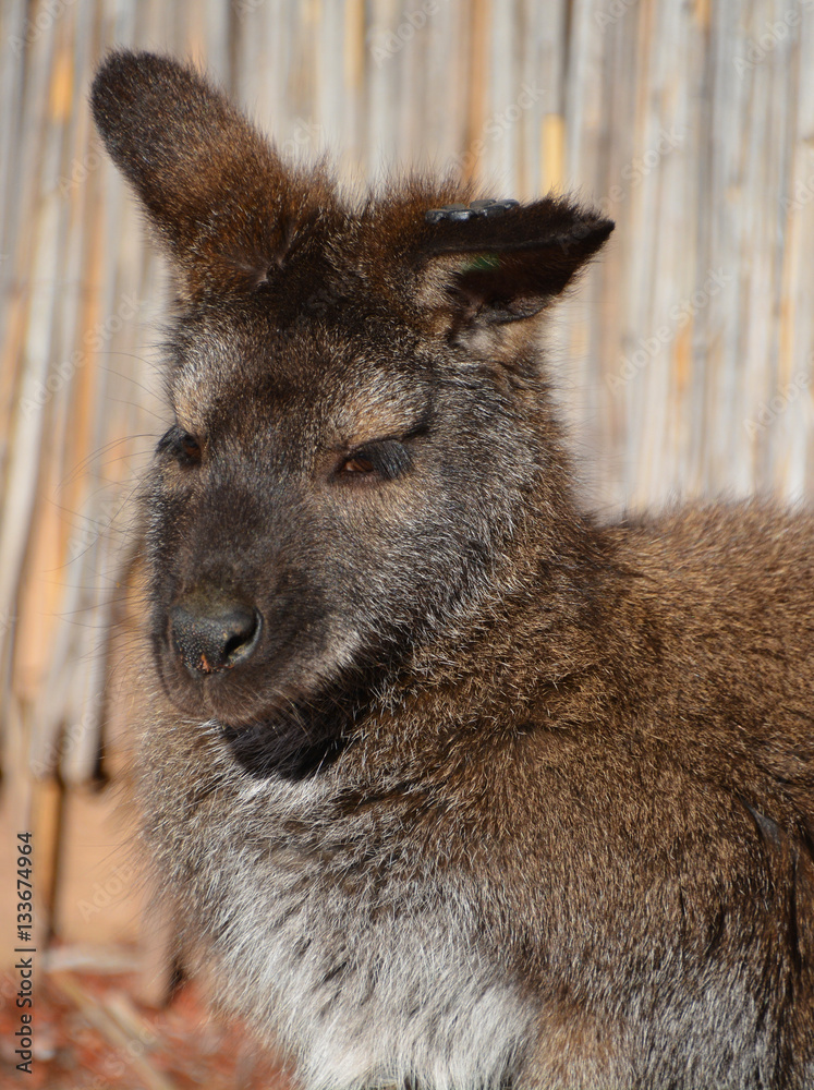 A wallaby is any animal belonging to the family Macropodidae that is ...
