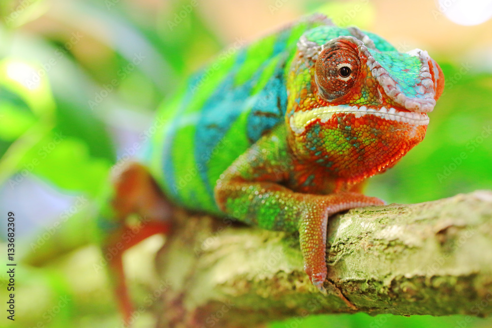 Poster Chamäleon – Wall Art | UkPosters