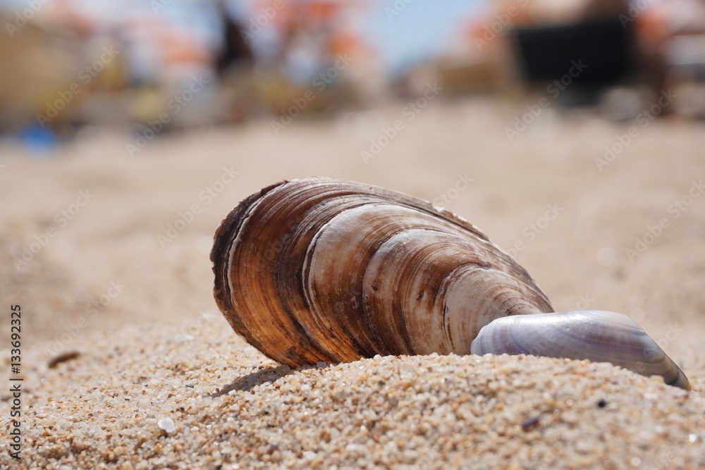 Muschel im Sand Stock-Foto | Adobe Stock