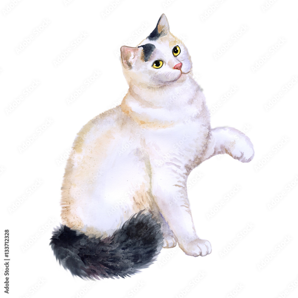 Watercolor portrait of Turkish Van cat isolated on white background ...