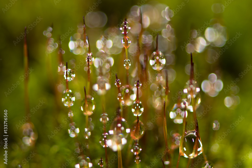 Setae and capsules of moss with water droplets. Reproductive structures ...