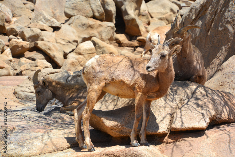 Agile Animals Agile Animals