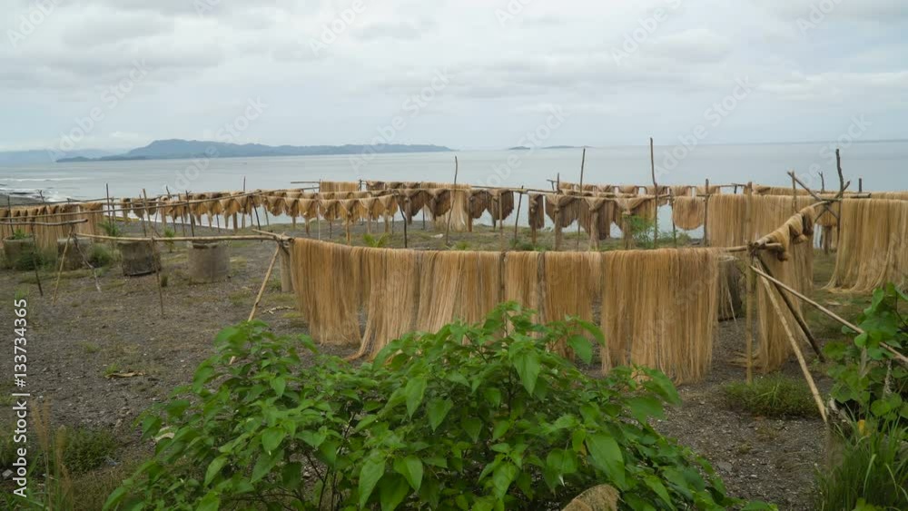 Abaca fiber, known as Manila Hemp, drying in an island village. abaca ...