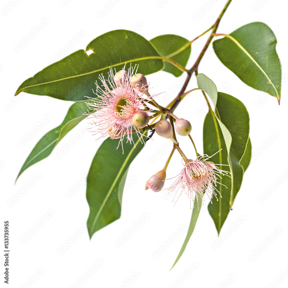 Eucalyptus Flower In Hd