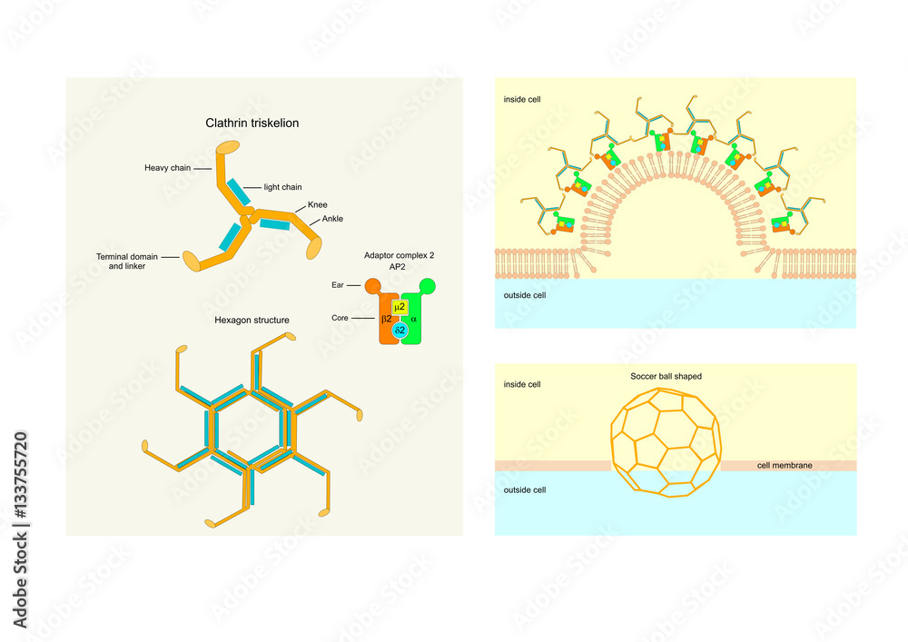 clathrin structure (endocytosis process) Stock Vector | Adobe Stock