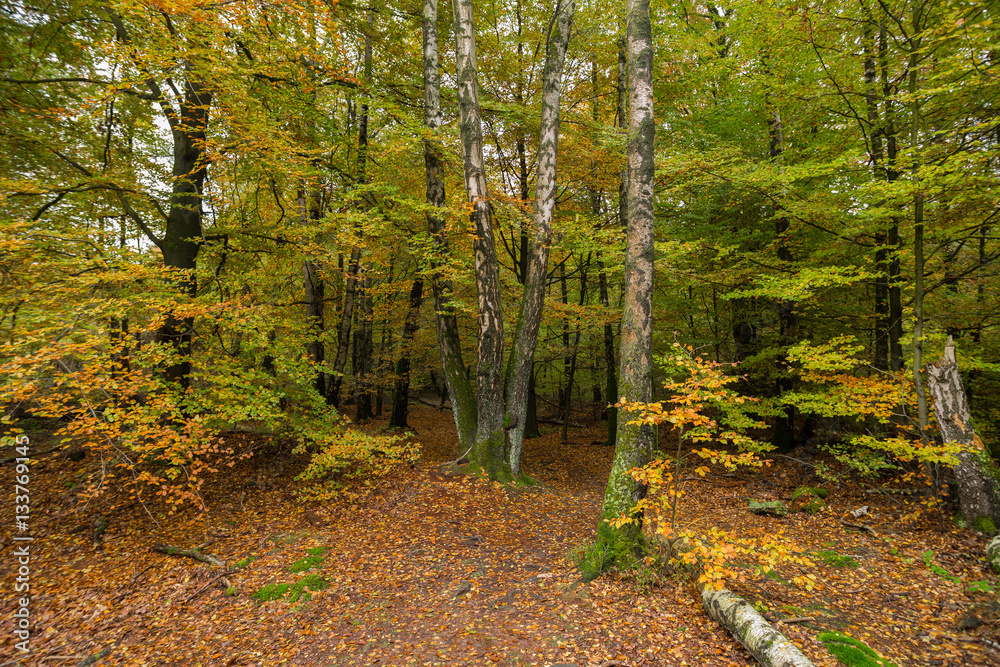 Laubwald im Herbst Stock-Foto | Adobe Stock