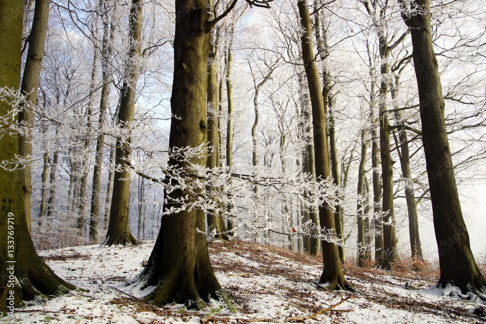 Winterwald,Buchenwald,Bäume Stock-Foto | Adobe Stock