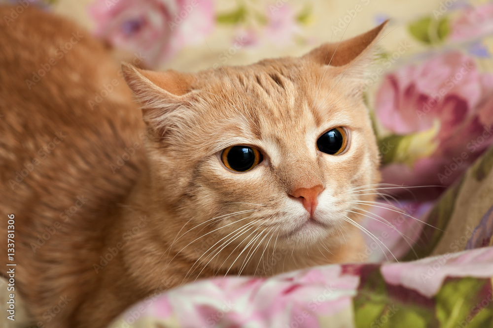 Pets portrait of astonished cat. Stock Photo | Adobe Stock