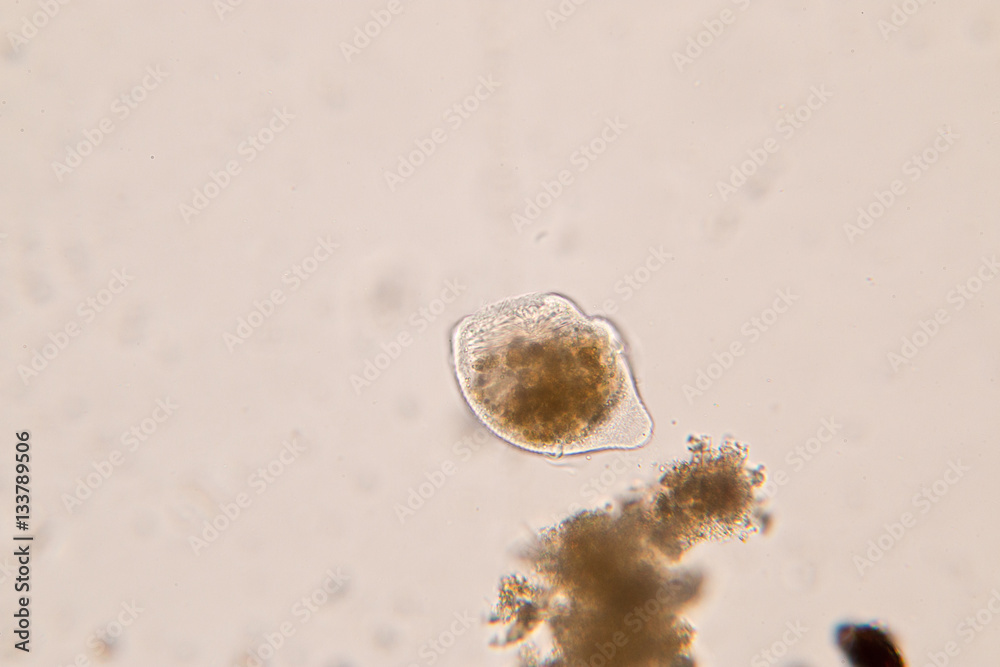 Protozoa in water under microscope view. Stock Photo | Adobe Stock