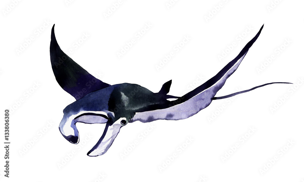 Devil fish. Stingray watercolor illustration isolated on white ...